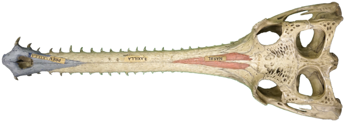 Gharial skull [IMAGE] | EurekAlert! Science News Releases