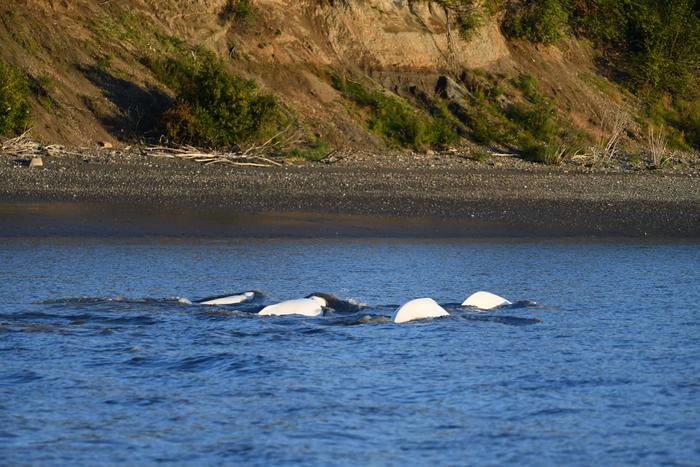 Cook Inlet beluga whales [IMAGE] | EurekAlert! Science News Releases