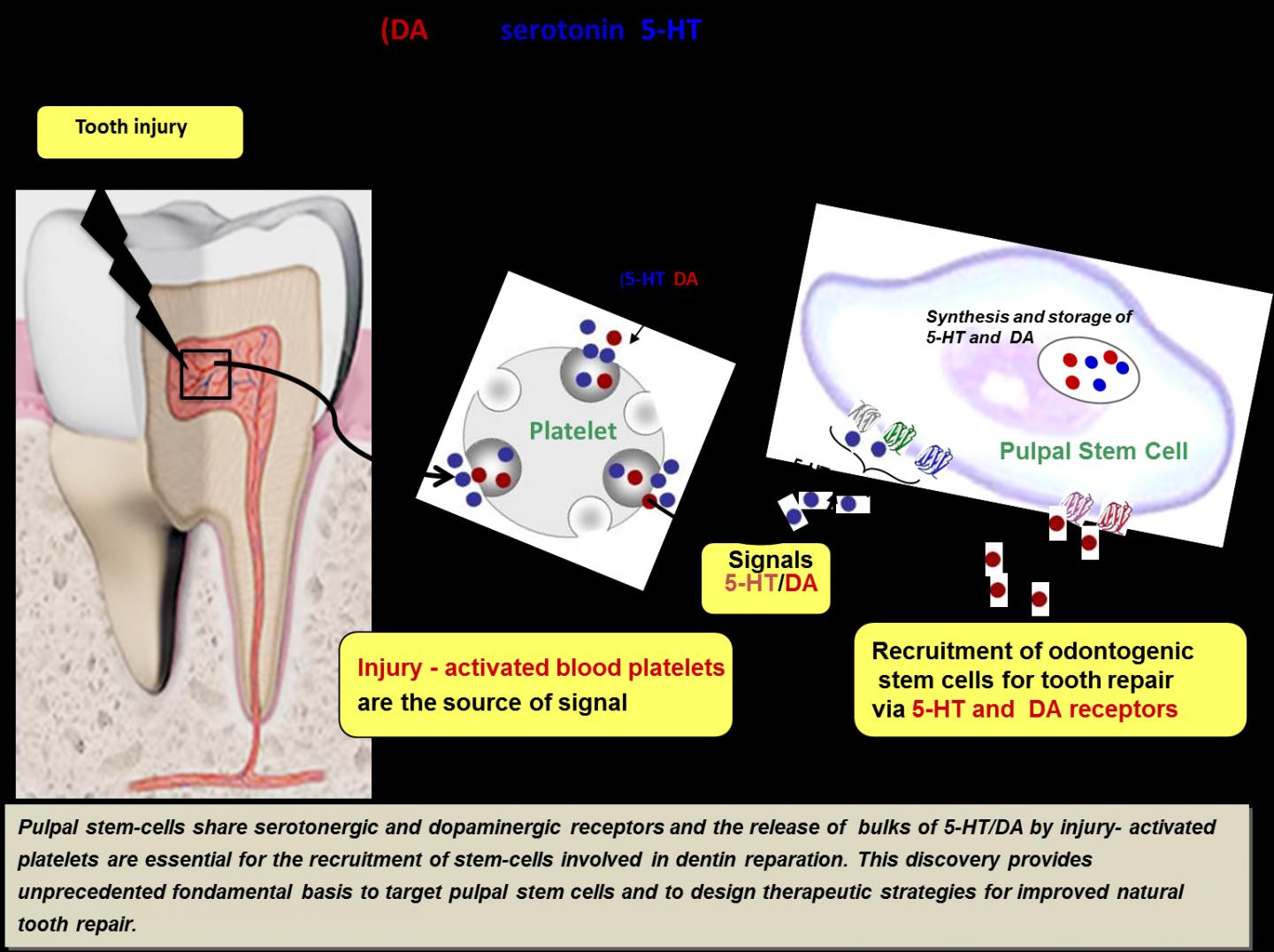 Tooth Repair Mecanisms [IMAGE] | EurekAlert! Science News Releases
