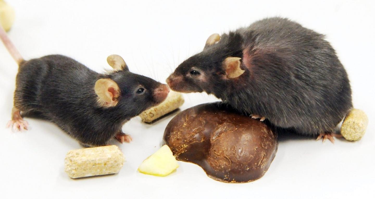 Mice [IMAGE] | EurekAlert! Science News Releases