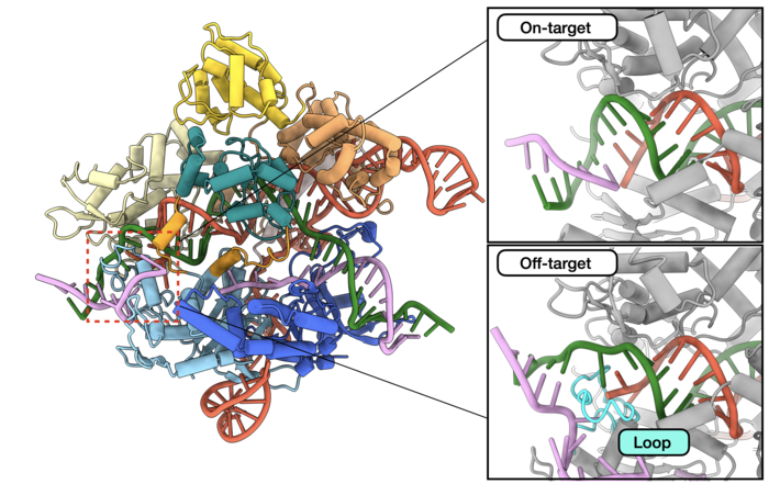 Matched and mismatched DNA [IMAGE] | EurekAlert! Science News Releases