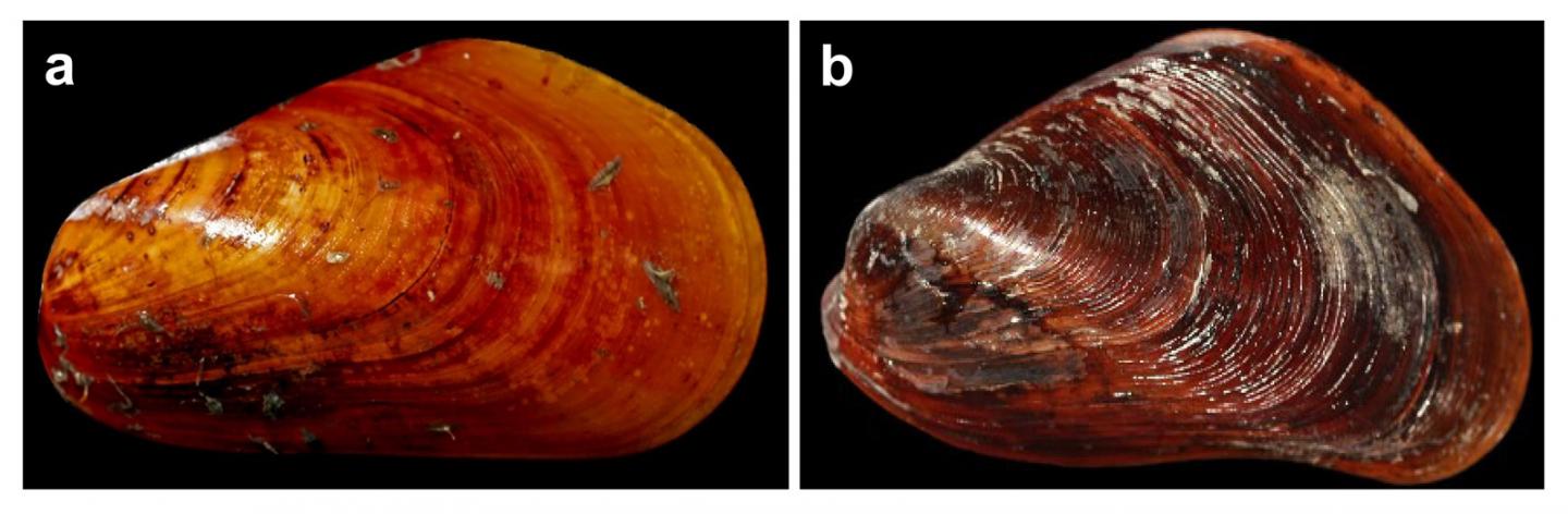 Shells [IMAGE] | EurekAlert! Science News Releases