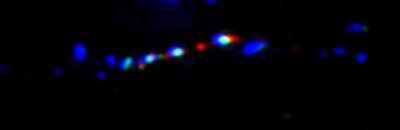 Chromatin Fiber [IMAGE] | EurekAlert! Science News Releases