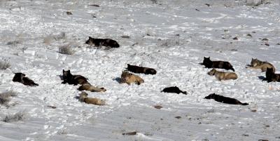 Yellowstone Wolves Shed Light [IMAGE] | EurekAlert! Science News Releases