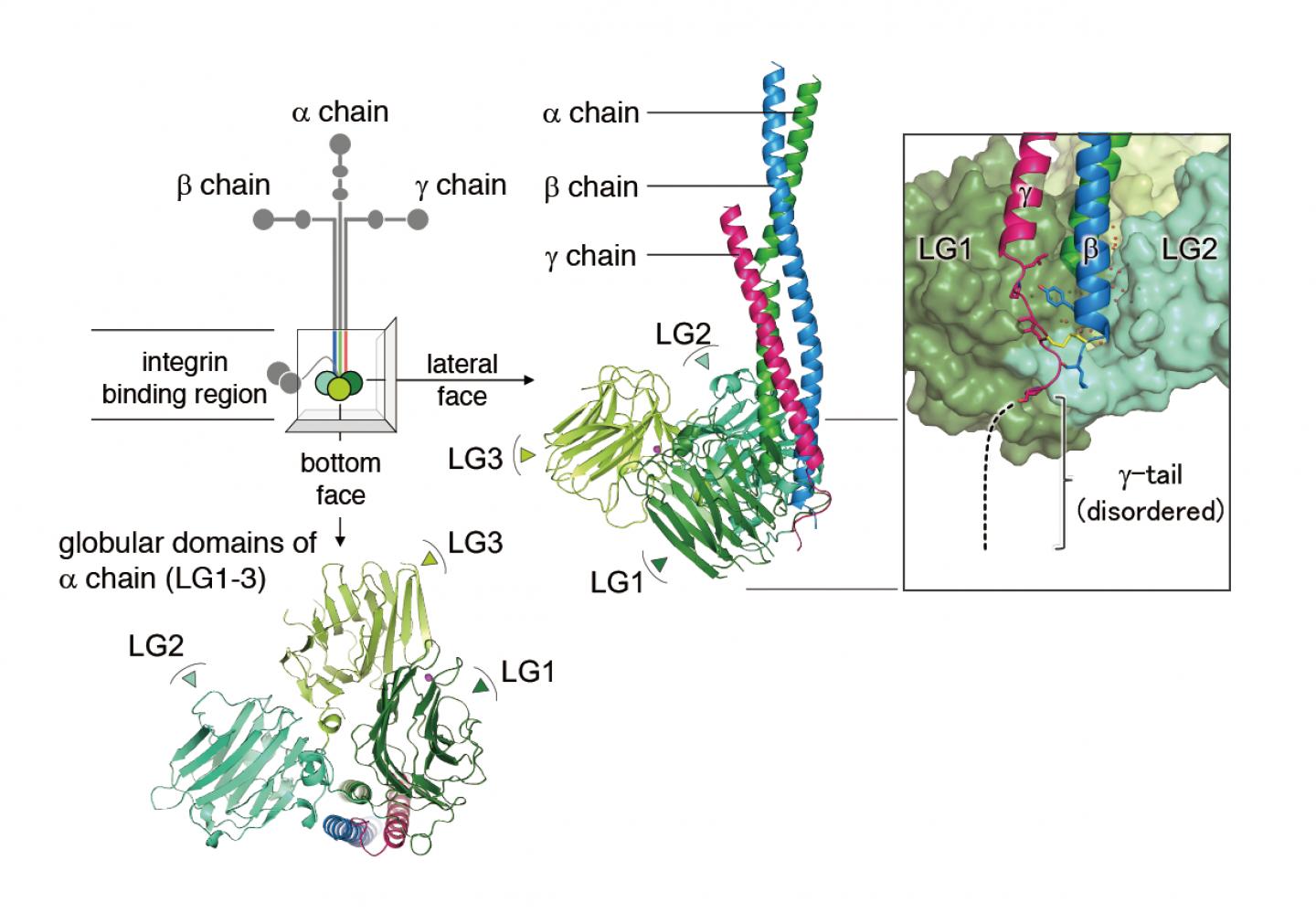 Proteins keep a grip on cells | EurekAlert!