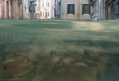 Venice Under Water [IMAGE] | EurekAlert! Science News Releases
