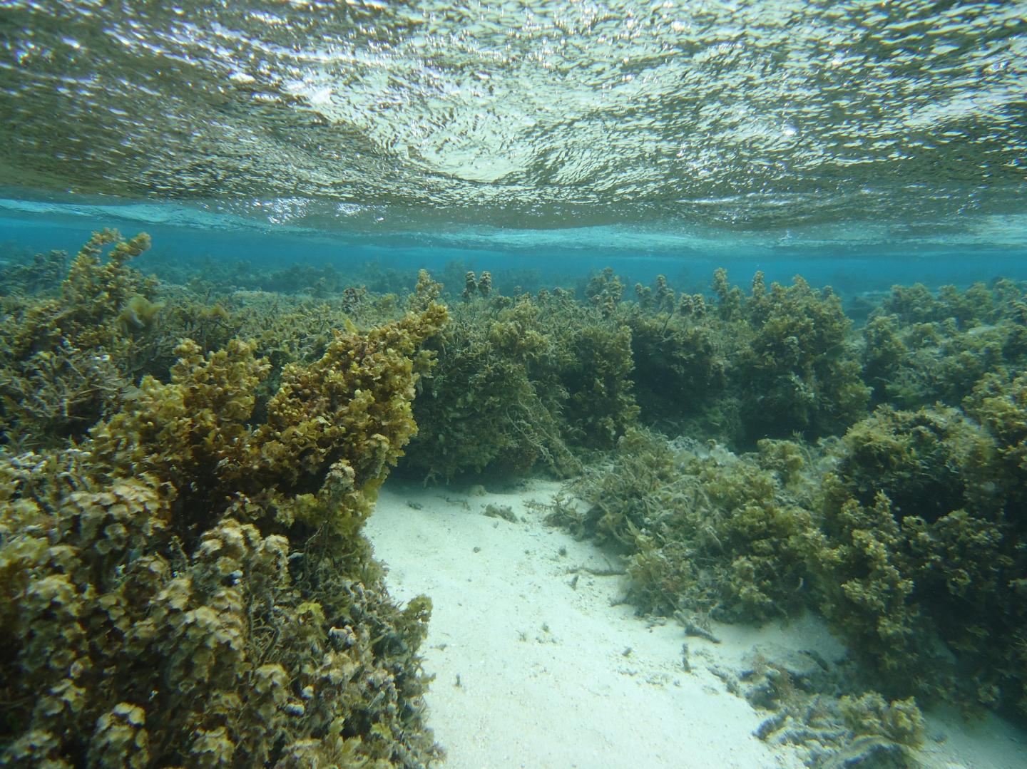 Reef Overgrown by Seaweed [IMAGE] | EurekAlert! Science News Releases