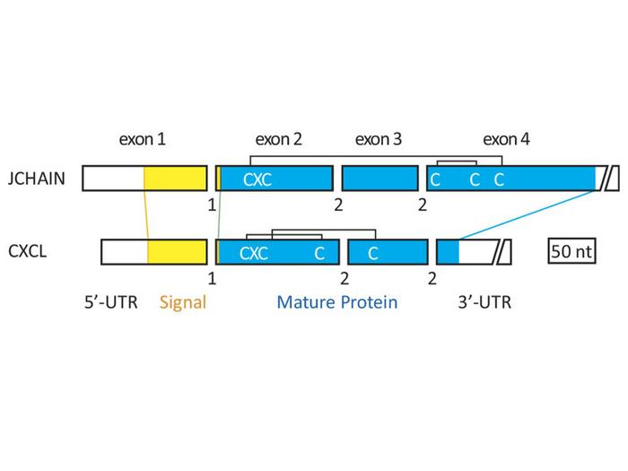 The Joining chain [IMAGE] | EurekAlert! Science News Releases