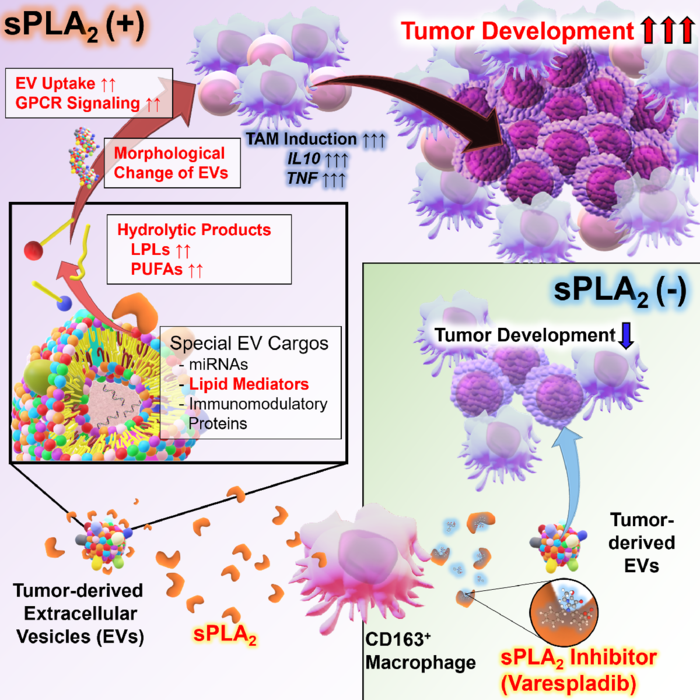 New oncogenic mechanisms in lymphoma via extr | EurekAlert!