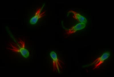 Choanoflagellate Monosiga Brev [IMAGE] | EurekAlert! Science News Releases