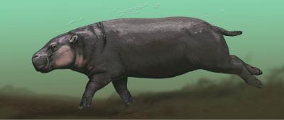 Pygmy Hippo [IMAGE] | EurekAlert! Science News Releases