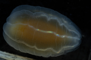 А Diplulmaris antarctica jelly [IMAGE] | EurekAlert! Science News Releases