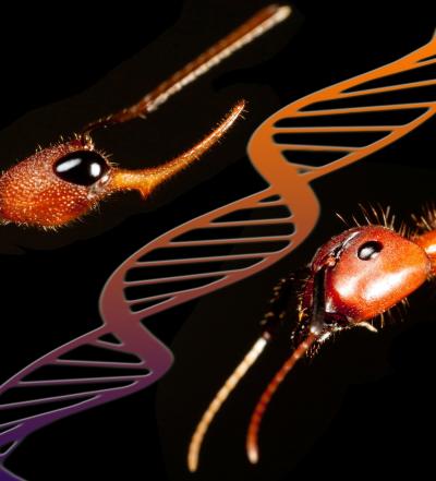 A Tale of 2 Ant Genomes (6 of 6) | EurekAlert!