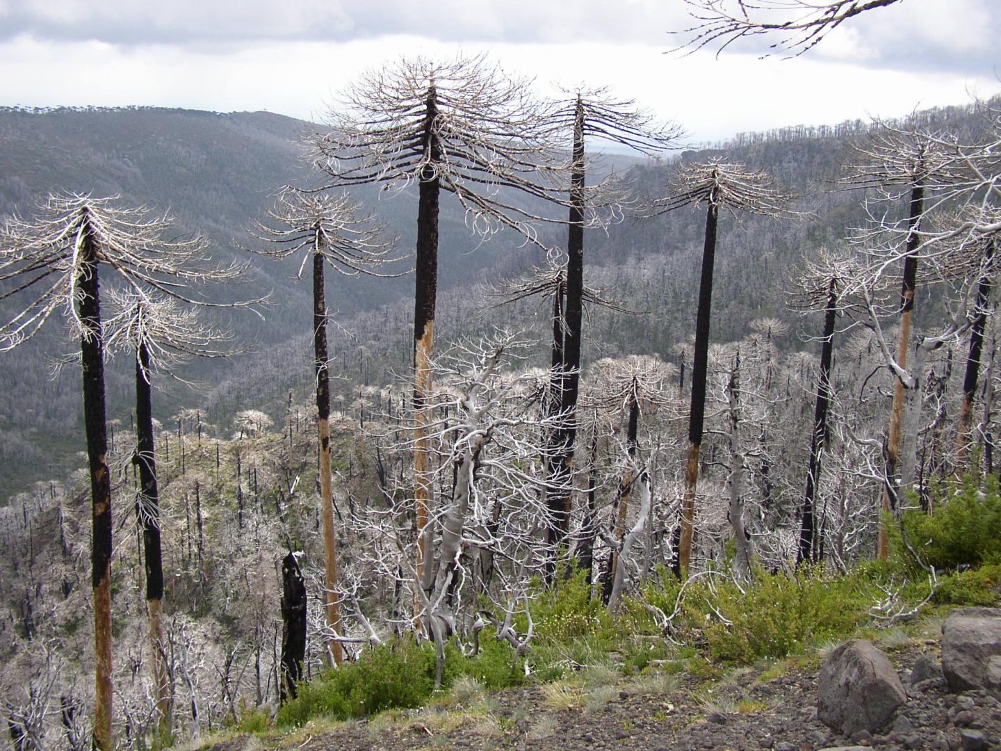 Araucaria Araucana Forest