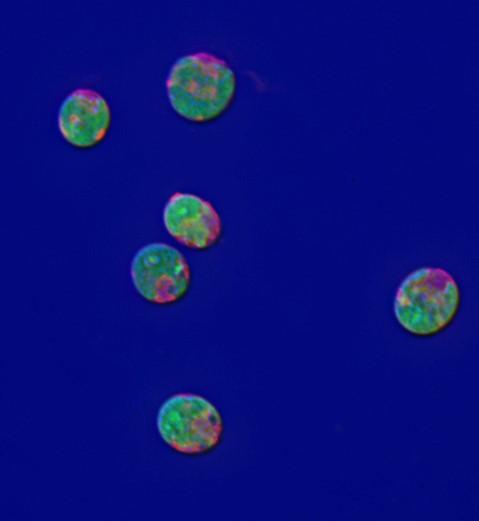 Microalgae [IMAGE] | EurekAlert! Science News Releases