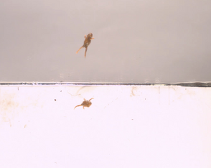 Brachycephalus brunneus [VIDEO] | EurekAlert! Science News Releases