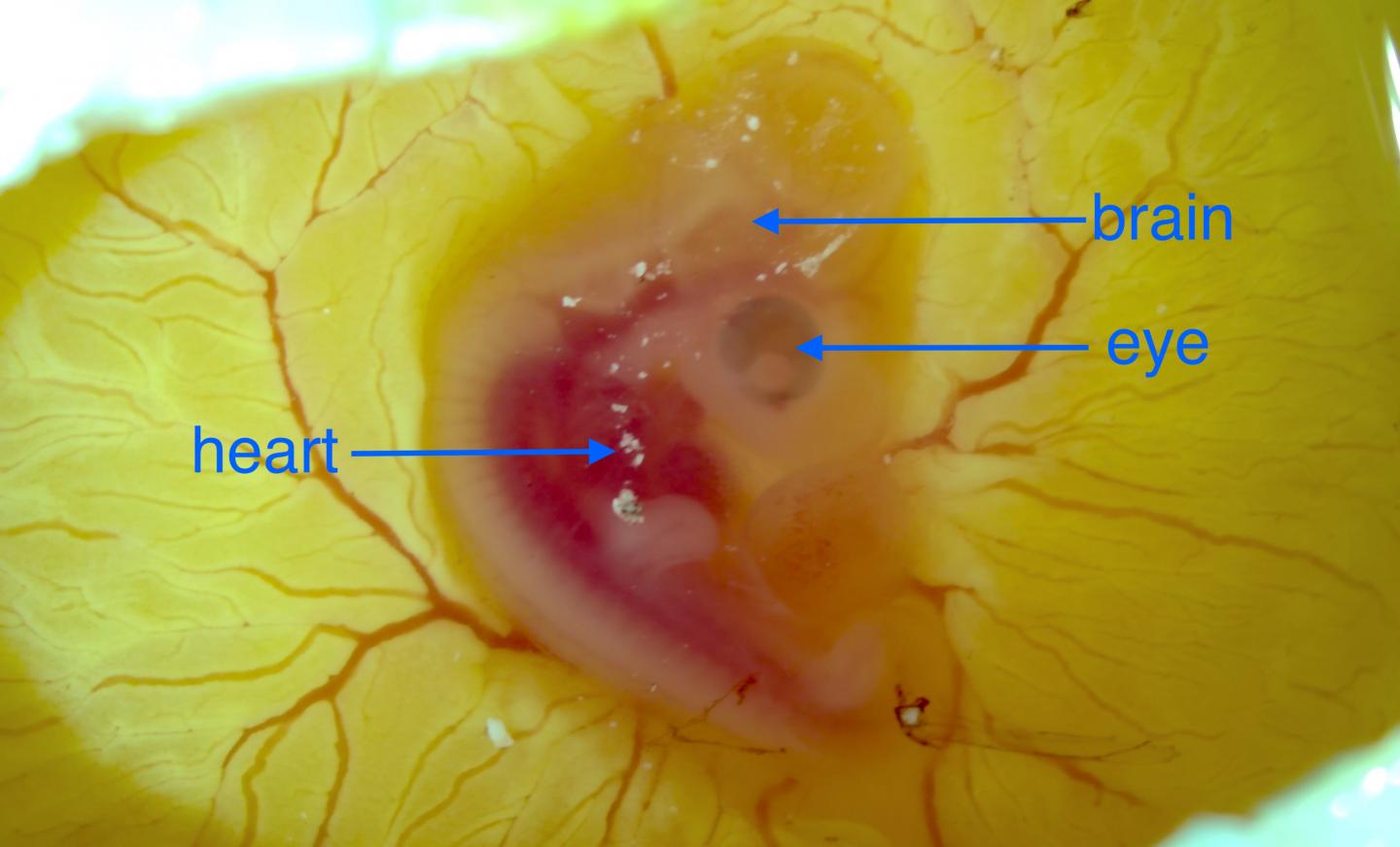 Microscopic view of a 5-day ol [IMAGE] | EurekAlert! Science News Releases