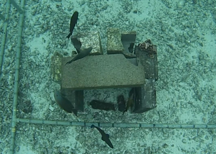 Foraging Fish [IMAGE] | EurekAlert! Science News Releases