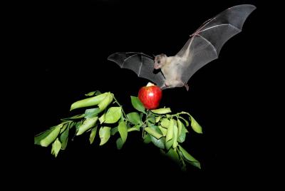 Bats Optimize Their Sonar by Casting it Aside | EurekAlert!