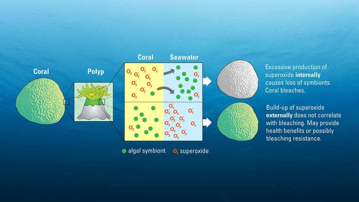 Superoxide Illustration [IMAGE] | EurekAlert! Science News Releases