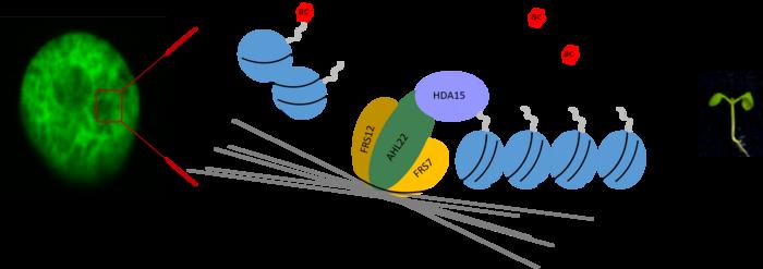 Nuclear Matrix [IMAGE] | EurekAlert! Science News Releases