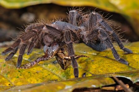 A Tarantula Preying [IMAGE] | EurekAlert! Science News Releases