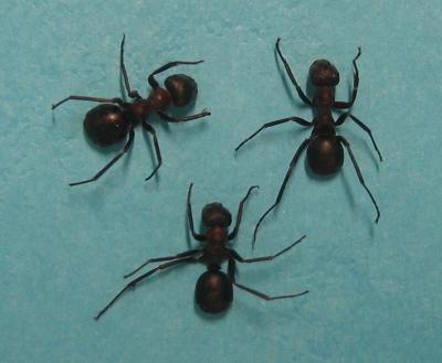 Medicinal Ants [IMAGE] | EurekAlert! Science News Releases