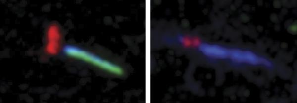 Researchers define role of Tmem231 in maintai | EurekAlert!