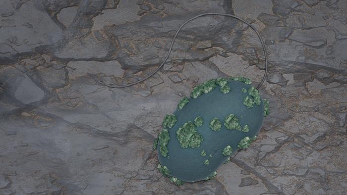 Image of a Desulfosporosinus c [IMAGE] | EurekAlert! Science News Releases