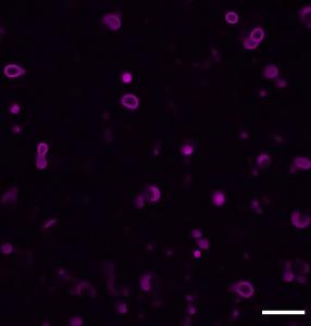 On the origin of life: How the first cell mem | EurekAlert!