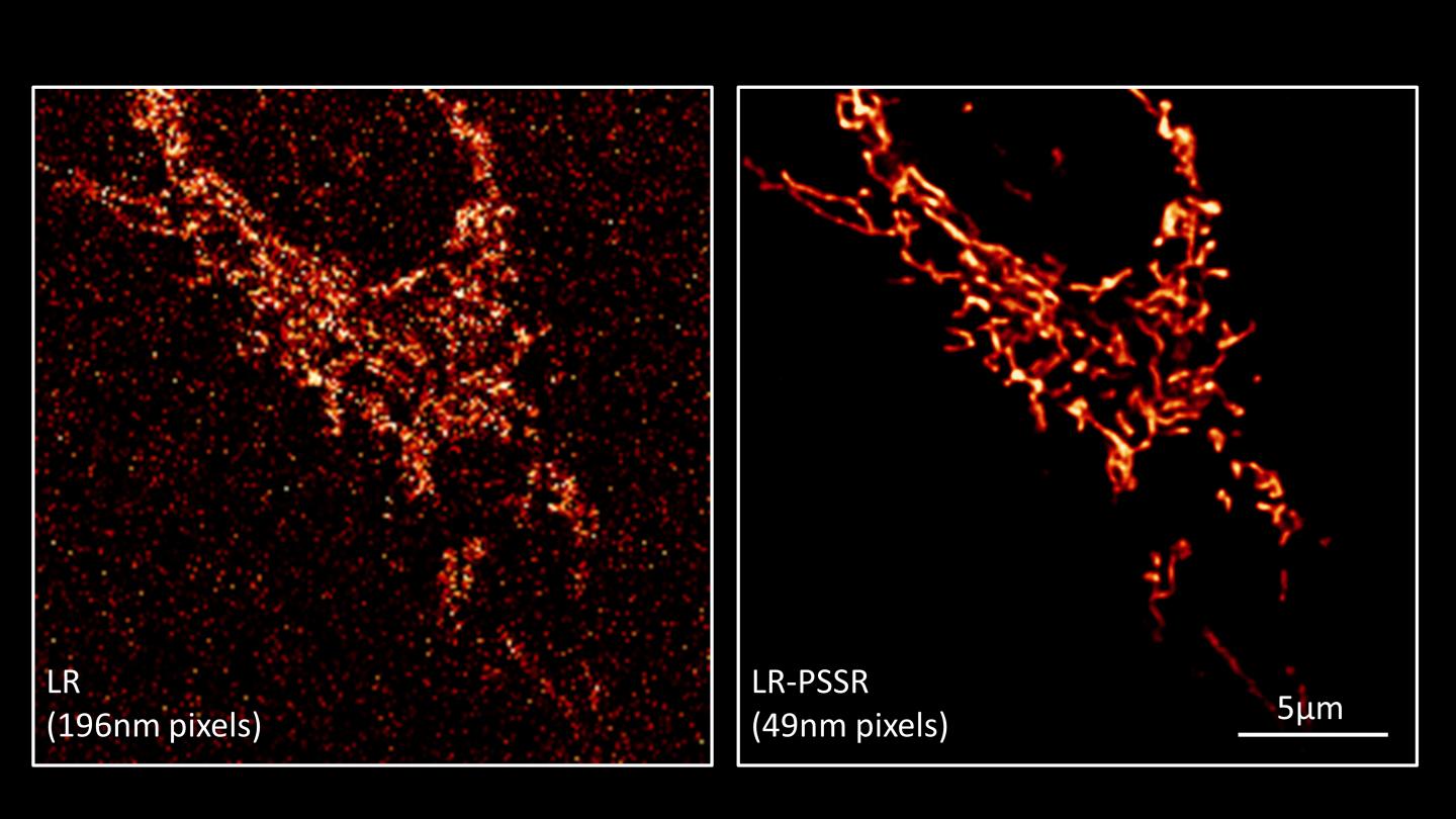 Salk science image [IMAGE] | EurekAlert! Science News Releases