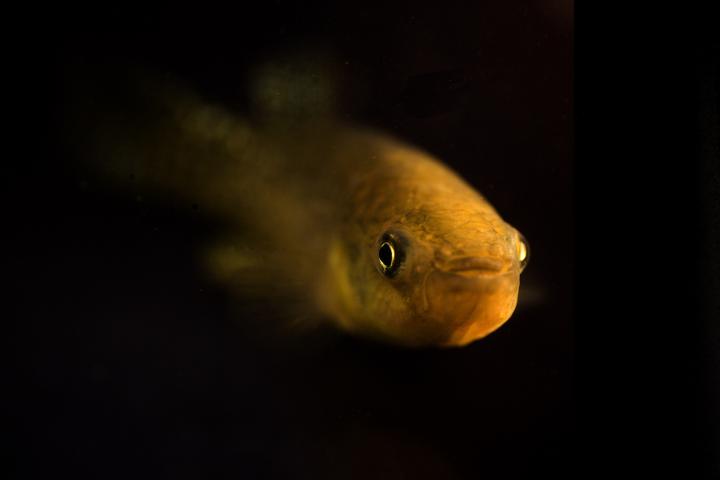 Atlantic Killifish [IMAGE] | EurekAlert! Science News Releases