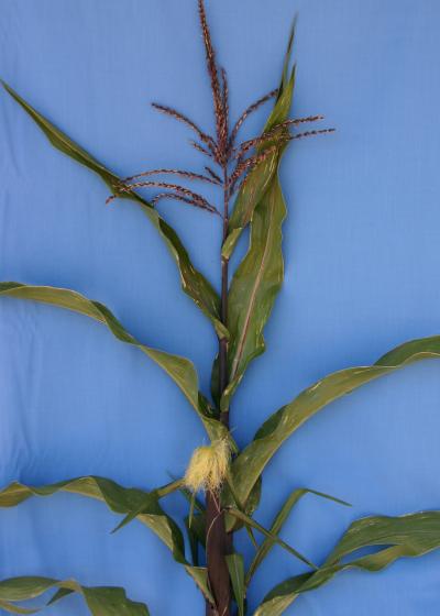 How purple corn and RNA break genetic laws | EurekAlert!