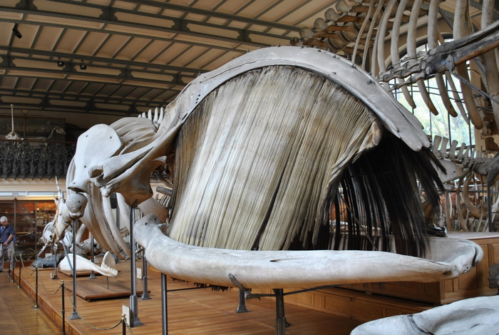 Baleen Whale [IMAGE] | EurekAlert! Science News Releases