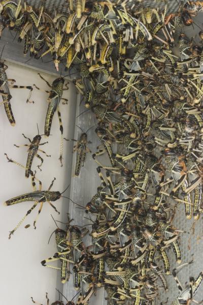 Serotonin -- Bringing Locusts Together (1 of | EurekAlert!