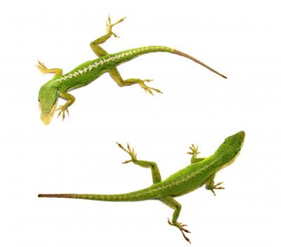 Green Anole Lizard ( Anolis [IMAGE] | EurekAlert! Science News Releases