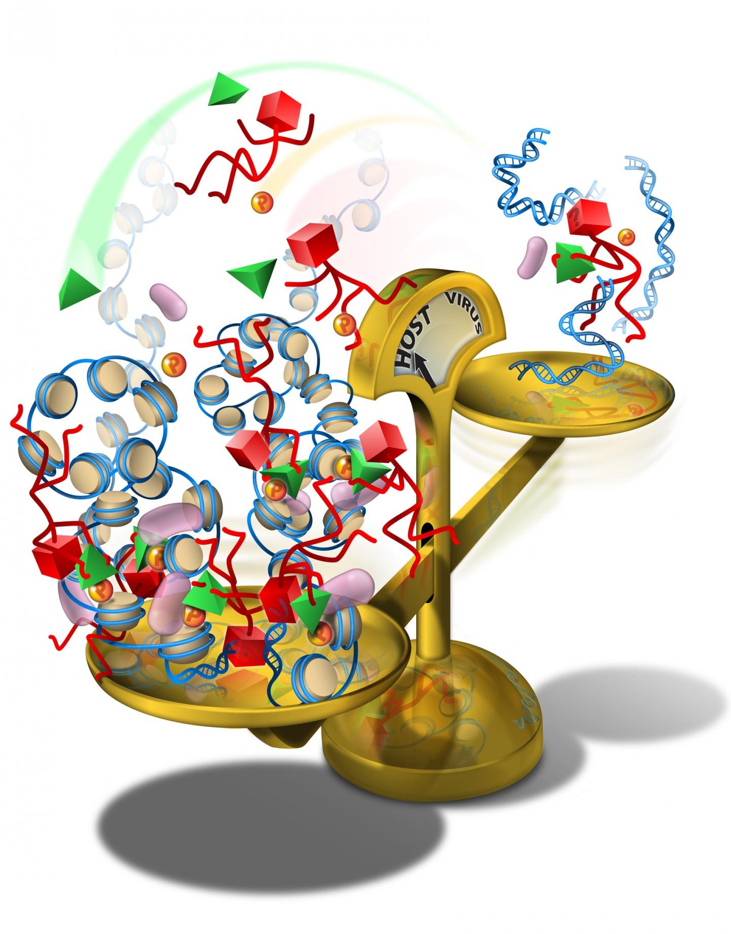 Salk Institute Shows How DNA R [IMAGE] | EurekAlert! Science News Releases