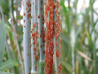 Genetic Tools in the Battle against Stem Rust | EurekAlert!