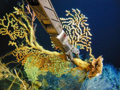 Coral Sampling [IMAGE] | EurekAlert! Science News Releases