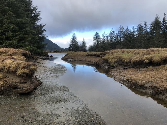 Sayward Estuary Tidal Swamp [IMAGE] | EurekAlert! Science News Releases