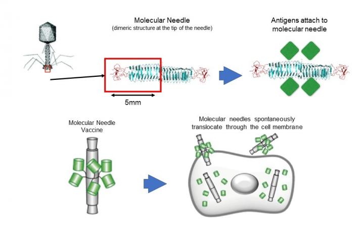 Development of an Adjuvant-Fre [IMAGE] | EurekAlert! Science News Releases