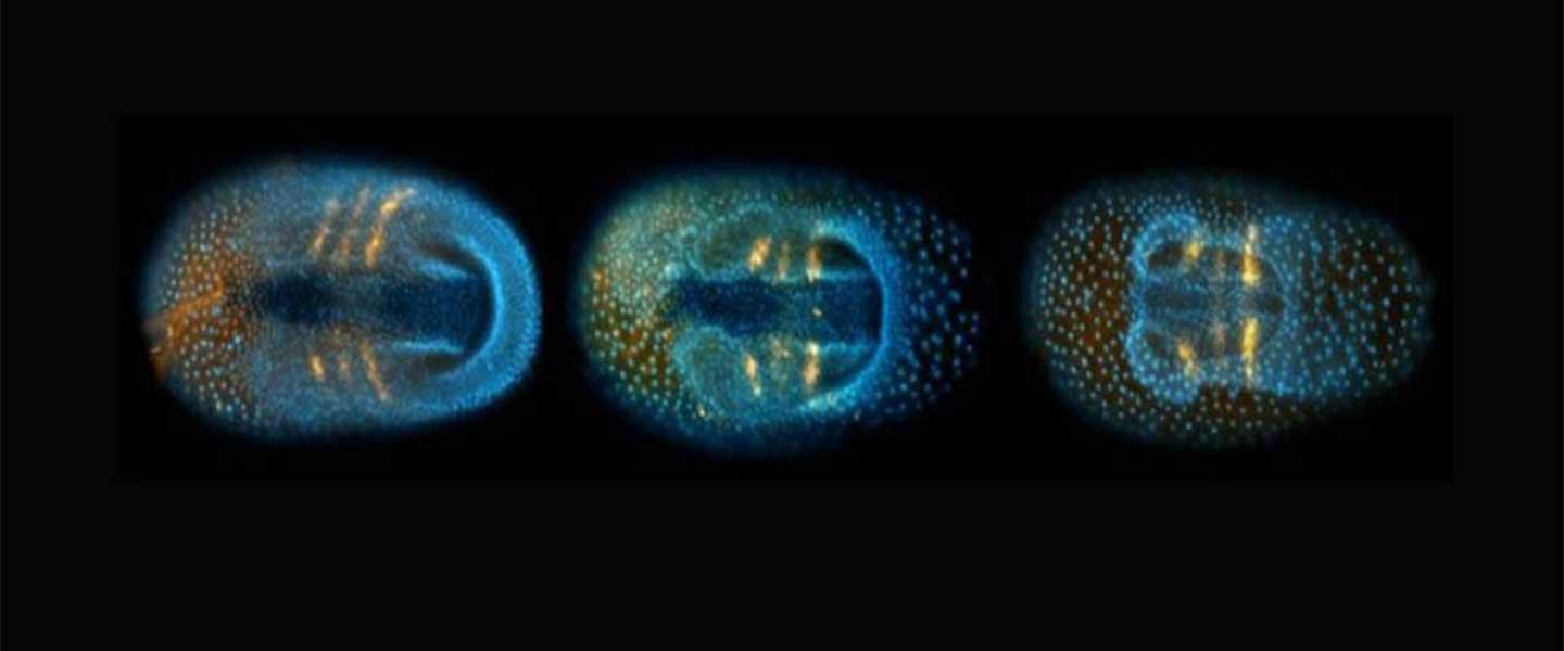 Insects share the same signaling pathway to f | EurekAlert!