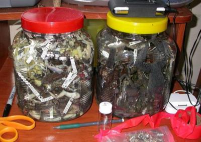 Jar of Dead Frogs [IMAGE] | EurekAlert! Science News Releases