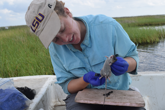 Marsh rice rat sampling [IMAGE] | EurekAlert! Science News Releases