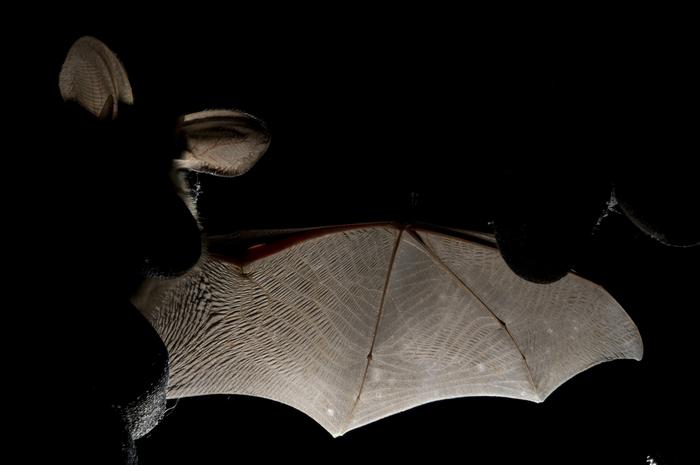 Bat wings have unique patterns [IMAGE] | EurekAlert! Science News Releases