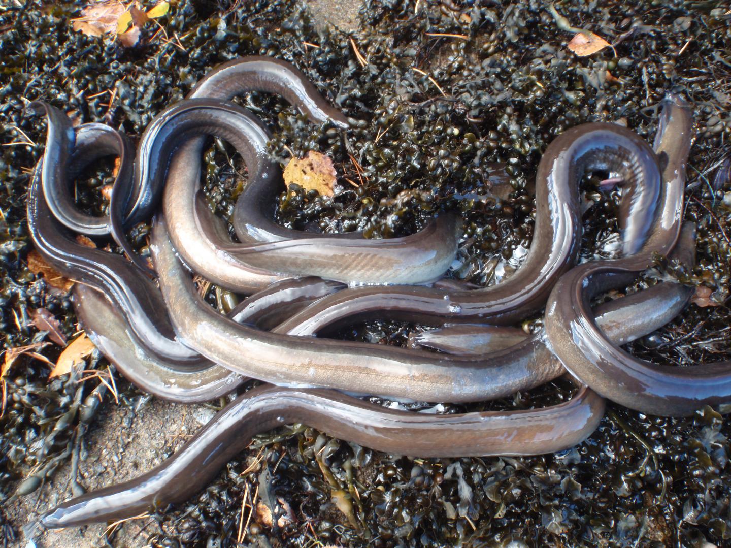 Internal Compass Guides Glass Eels As They Sw | EurekAlert!