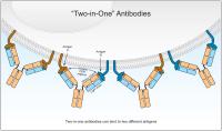 Engineered Antibody Challenges 'One Lock, One | EurekAlert!
