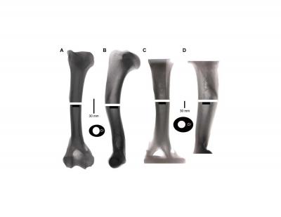 Why you should never arm wrestle a saber-toot | EurekAlert!