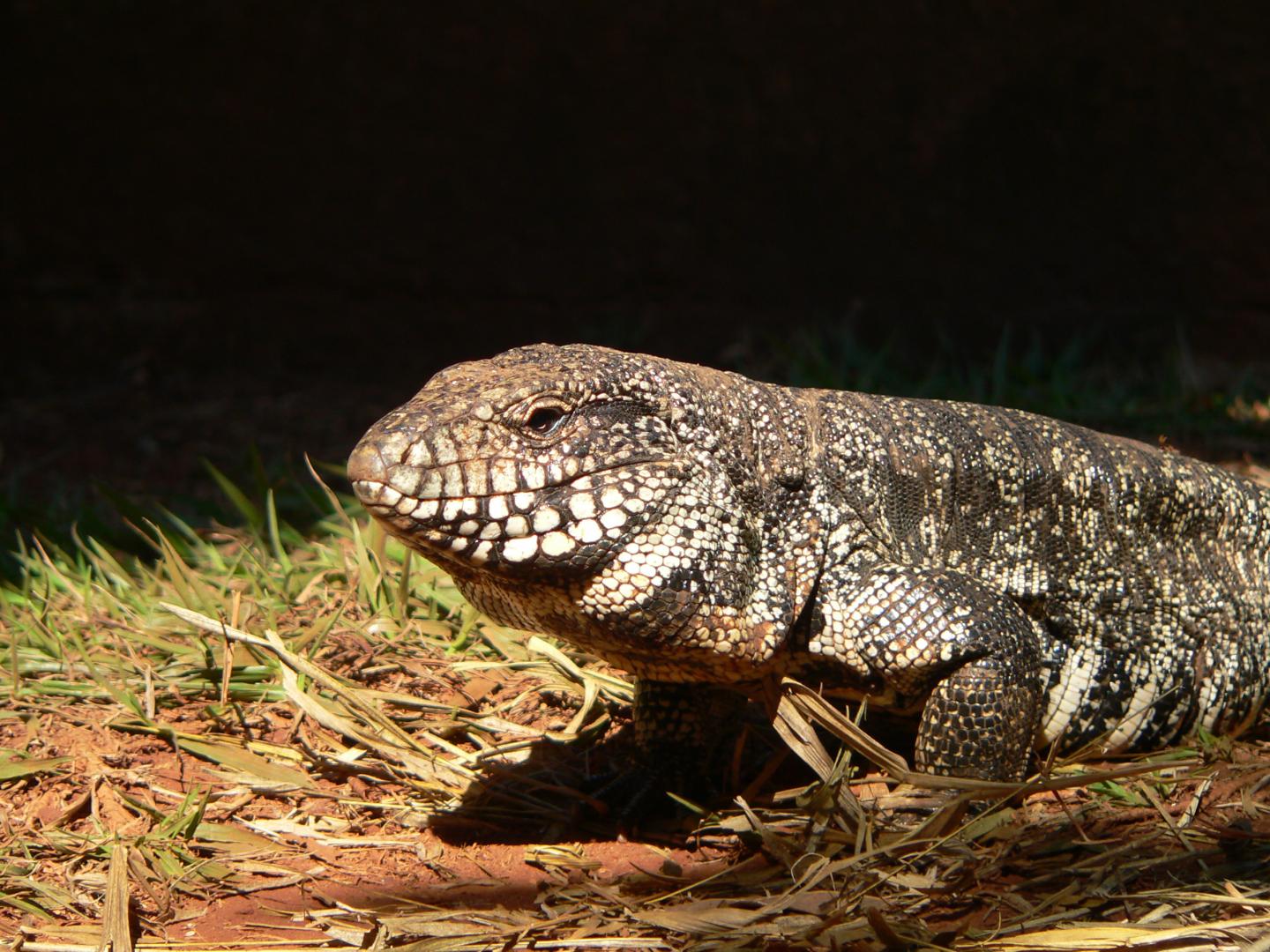 Tegu Lizards Get Body Heat Boo [IMAGE] | EurekAlert! Science News Releases