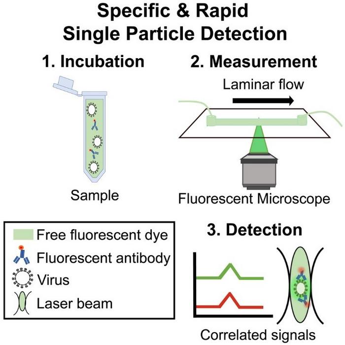 Fast and accurate virus detection method usin | EurekAlert!
